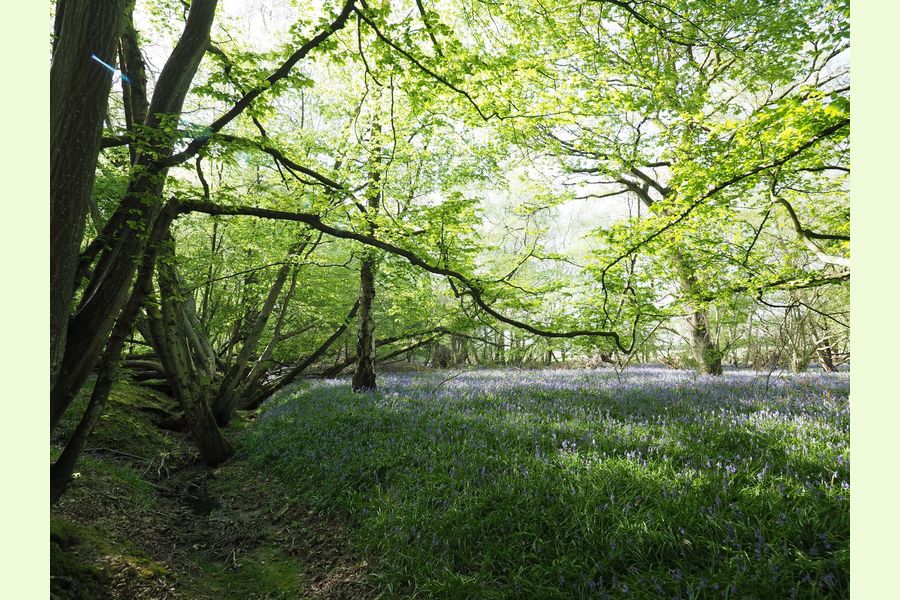 Mount Wood, Rusper, West Sussex, Rusper, near Crawley, West Sussex ...