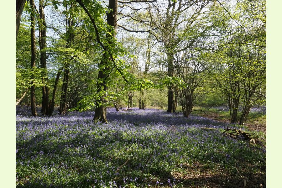 Mount Wood, Rusper, West Sussex, Rusper, near Crawley, West Sussex ...