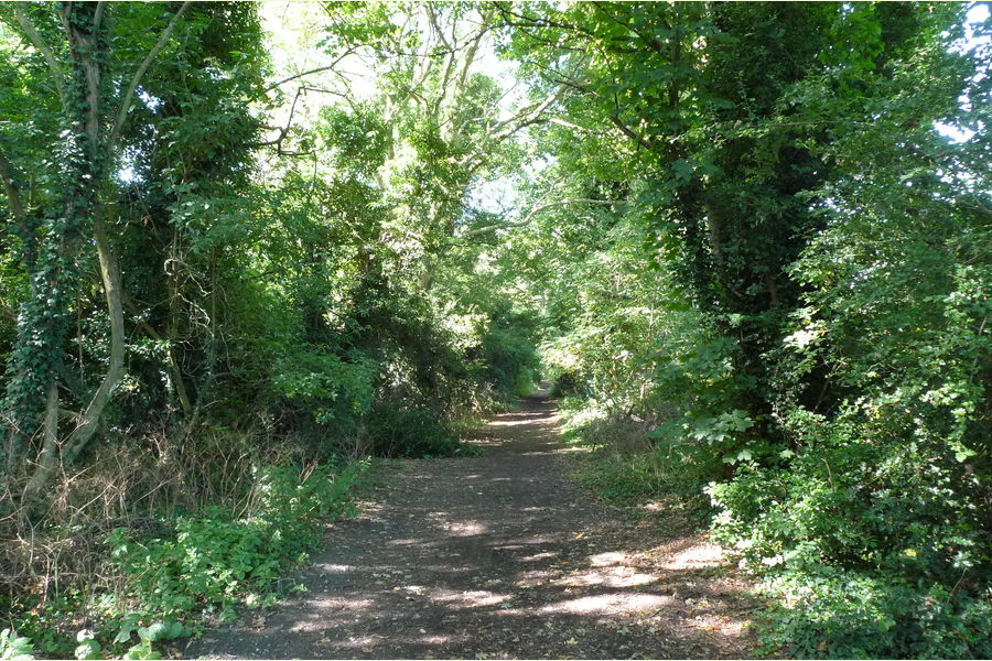 East Mount woodland, Woodmansterne, Surrey | South East England ...