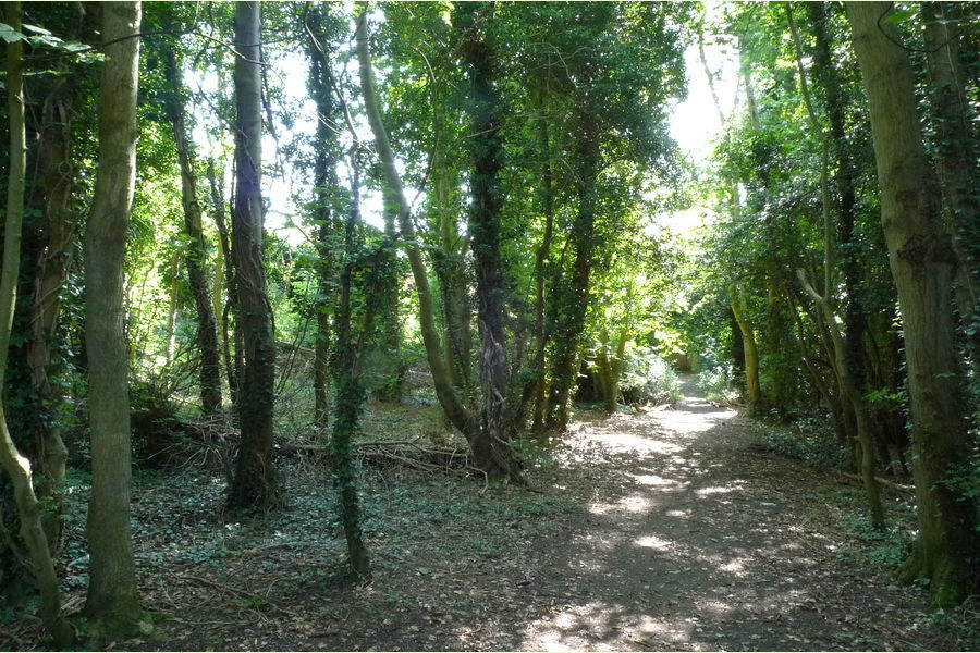 East Mount woodland, Woodmansterne, Surrey | South East England ...