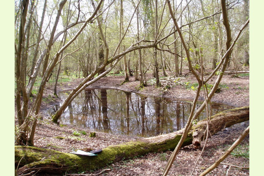 Pelham Wood at Bulmer Tye, Bulmer Tye, near Sudbury, Essex | East ...