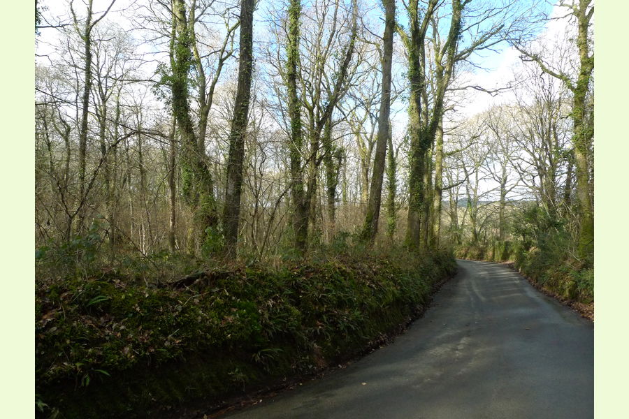 Tawton Wood, North Tawton, Devon | South West England | Forests.co.uk