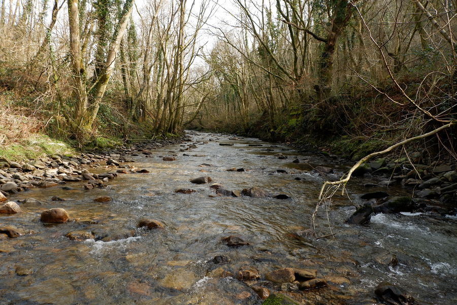Cwm Clydach woodland, Rhyd-y-Gwin, Craig-Cefn-Parc, Swansea | Wales and ...