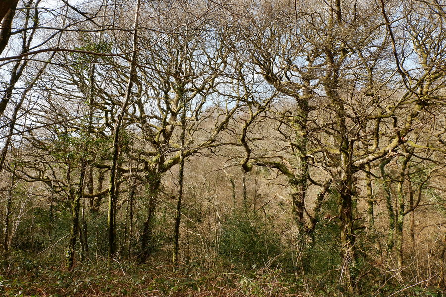 Cwm Clydach woodland, Rhyd-y-Gwin, Craig-Cefn-Parc, Swansea | Wales and ...