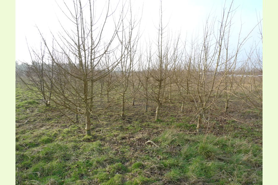 Cadge Wood, Blythburgh | East Anglia | Forests.co.uk