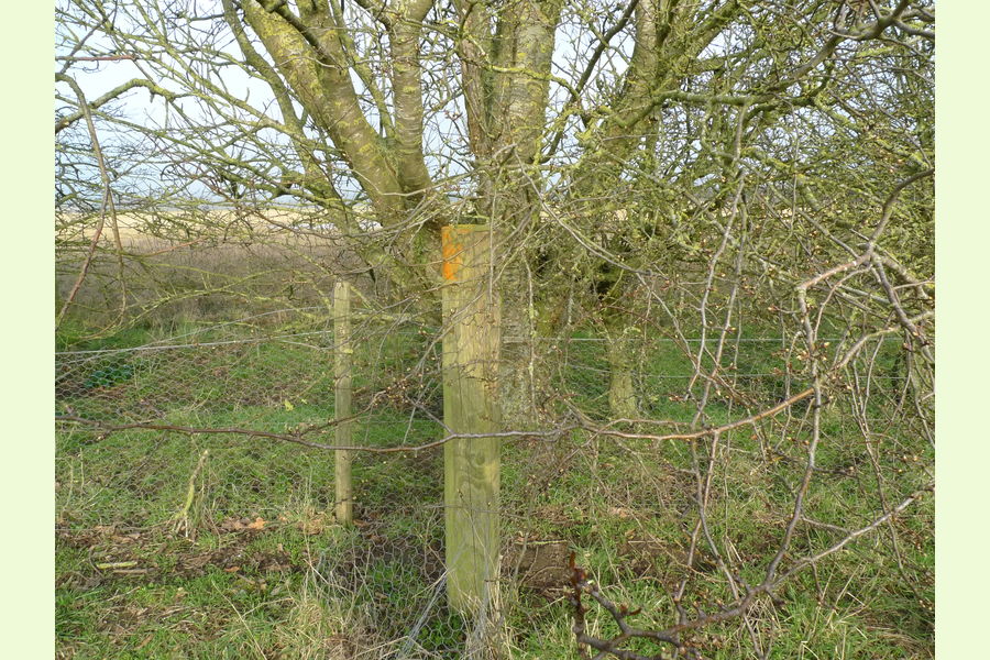 Cadge Wood, Blythburgh | East Anglia | Forests.co.uk
