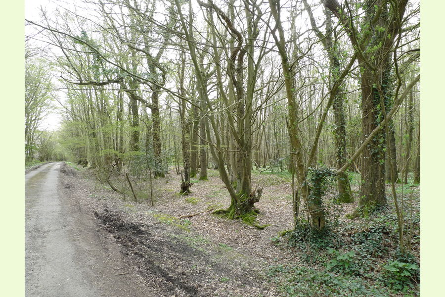 Paddock Wood, Great Heron Wood, Kenardington, Kent | South East England ...