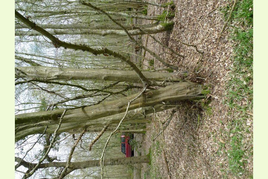 Paddock Wood, Great Heron Wood, Kenardington, Kent | South East England ...