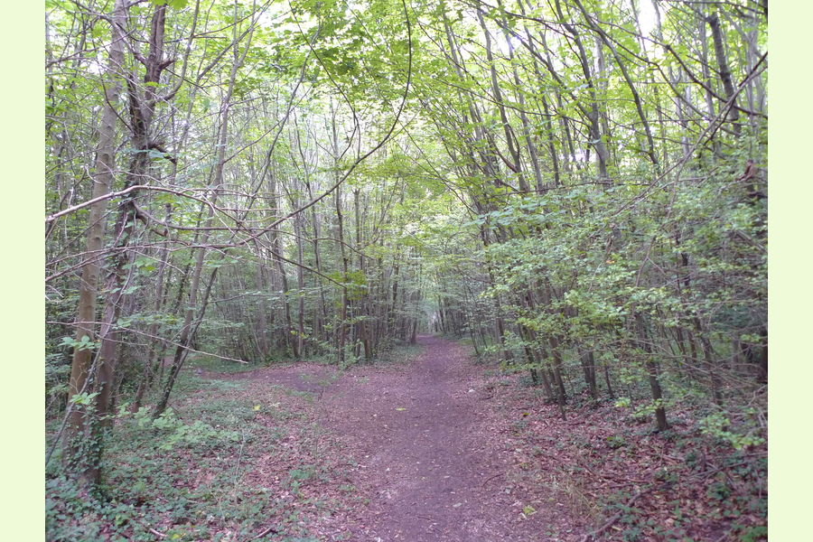 Magpie Wood, Rayners Avenue, Loudwater, Bucks | Central England ...