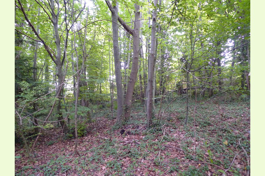 Magpie Wood, Rayners Avenue, Loudwater, Bucks | Central England ...