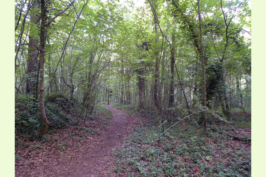 Magpie Wood, Rayners Avenue, Loudwater, Bucks | Central England ...