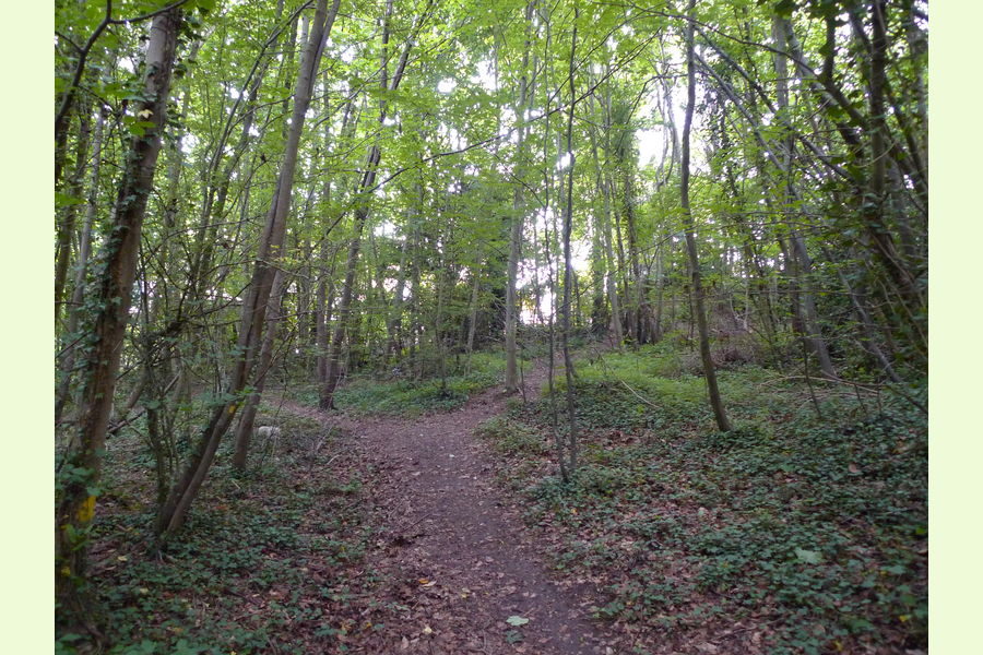 Magpie Wood, Rayners Avenue, Loudwater, Bucks | Central England ...