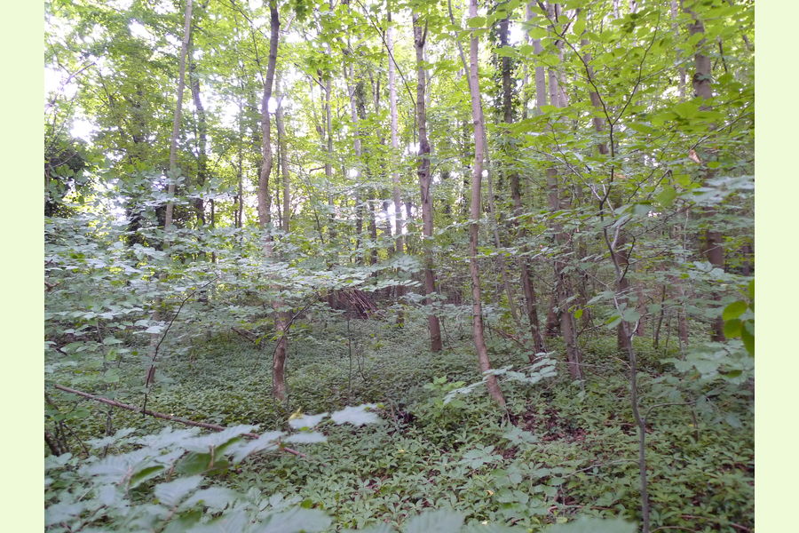 Magpie Wood, Rayners Avenue, Loudwater, Bucks | Central England ...