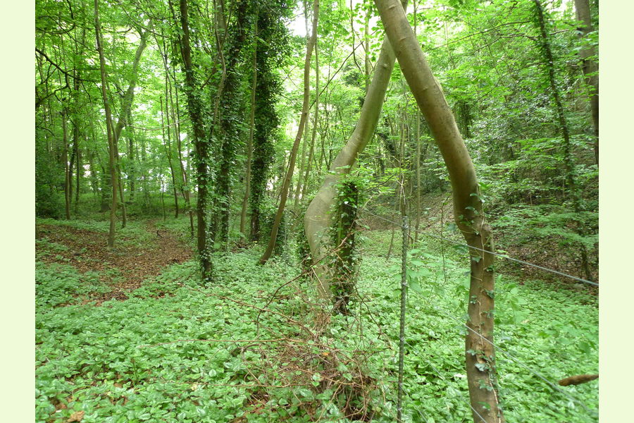 Magpie Wood, Rayners Avenue, Loudwater, Bucks | Central England ...