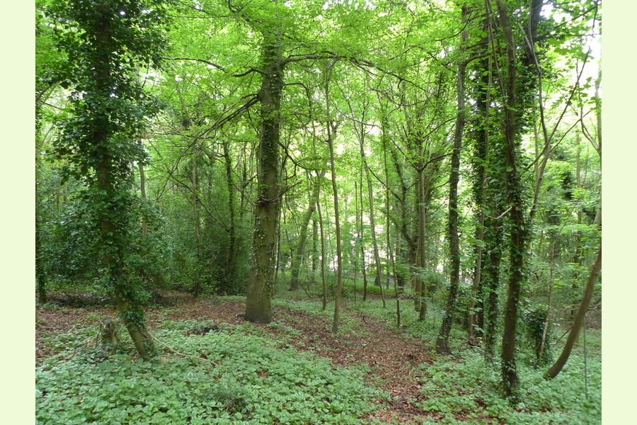 Magpie Wood, Rayners Avenue, Loudwater, Bucks | Central England ...