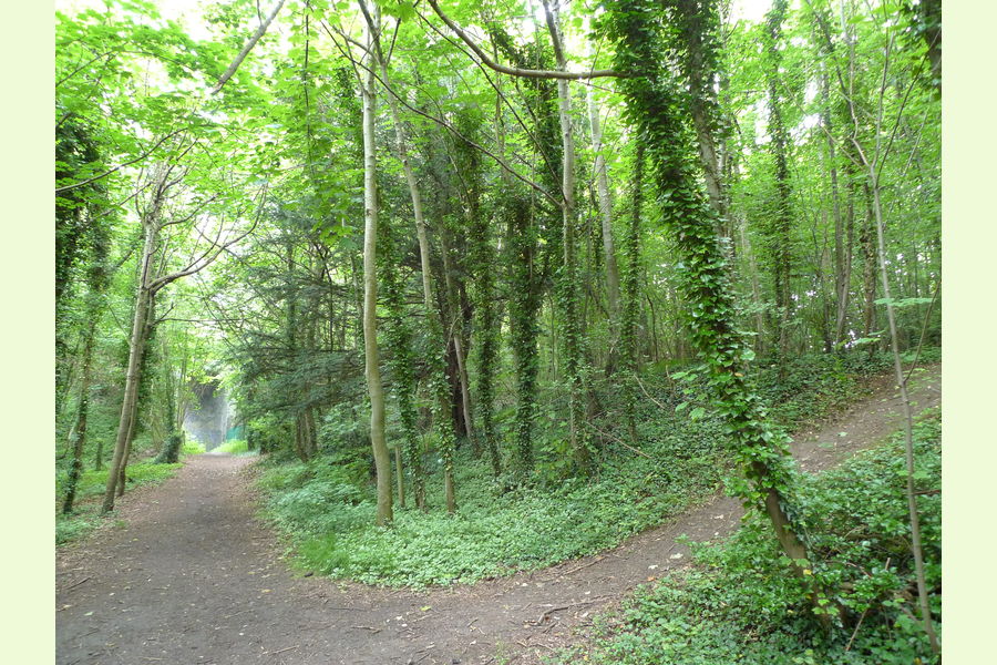 Magpie Wood, Rayners Avenue, Loudwater, Bucks | Central England ...