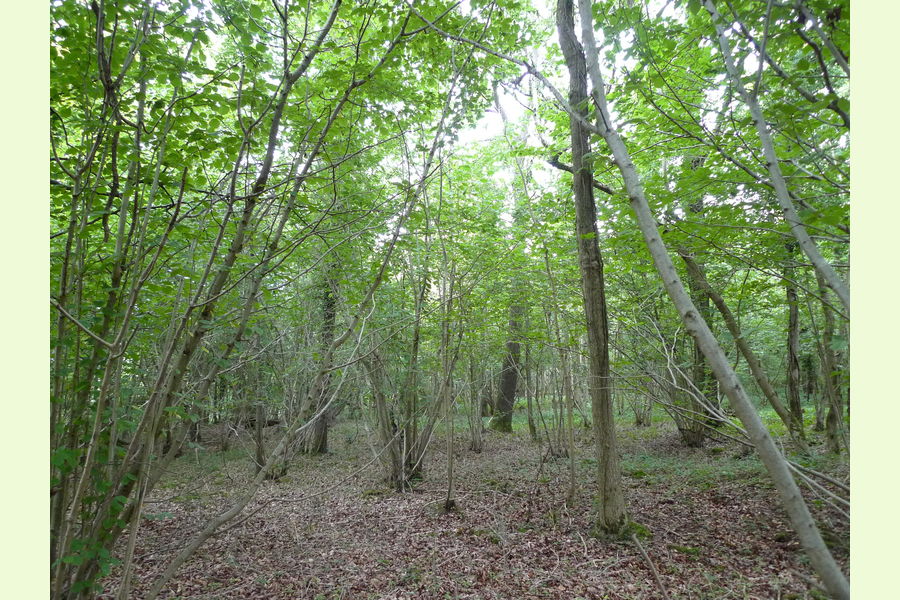 Folly Wood, Dursley , Whiteway, Dursely, Glos | Central England ...