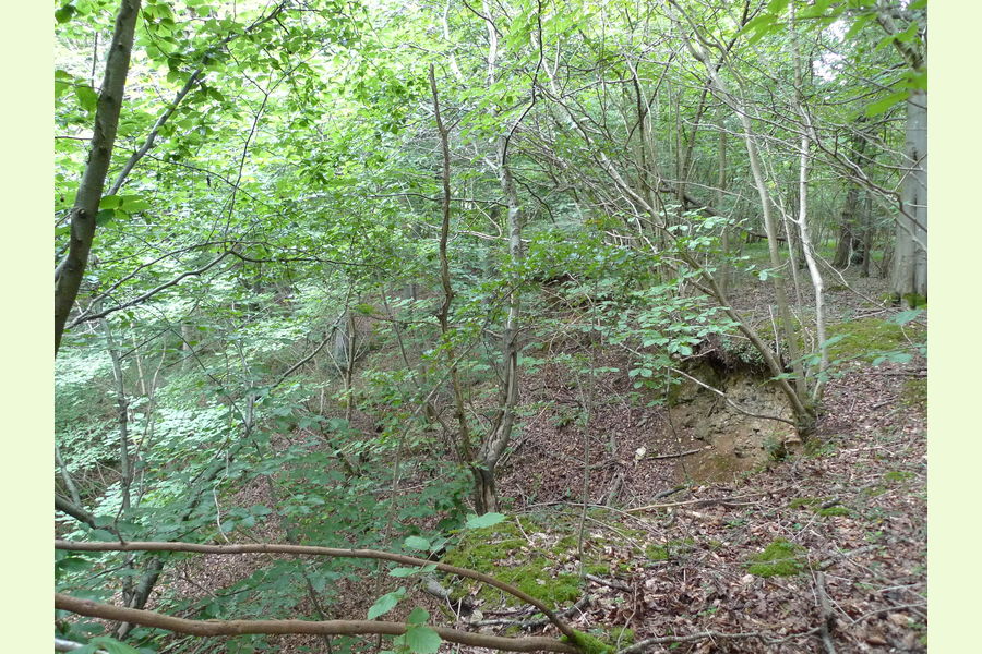 Folly Wood, Dursley , Whiteway, Dursely, Glos | Central England ...