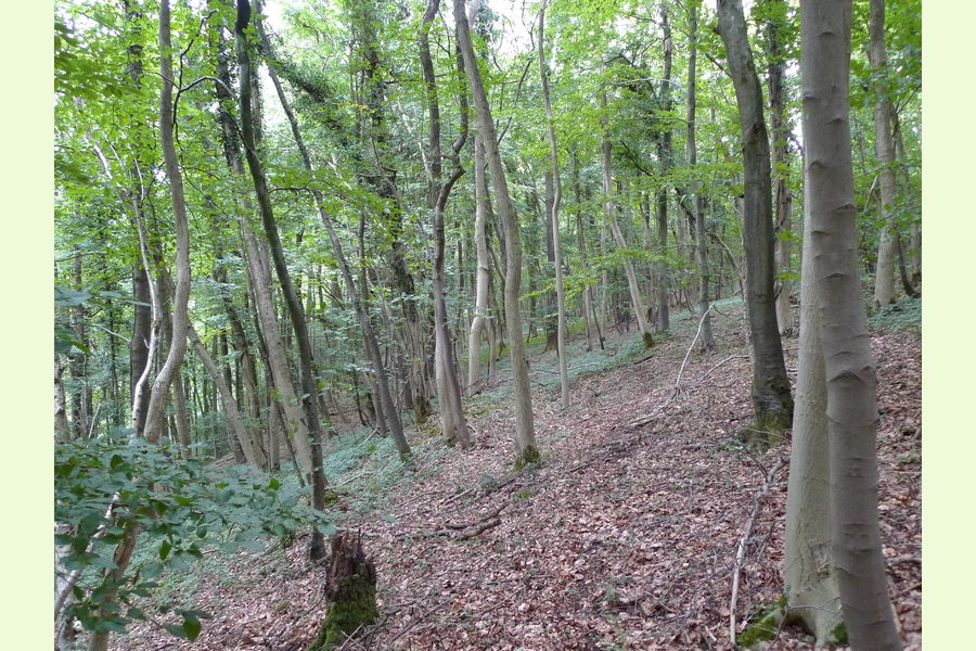 Folly Wood, Dursley , Whiteway, Dursely, Glos | Central England ...