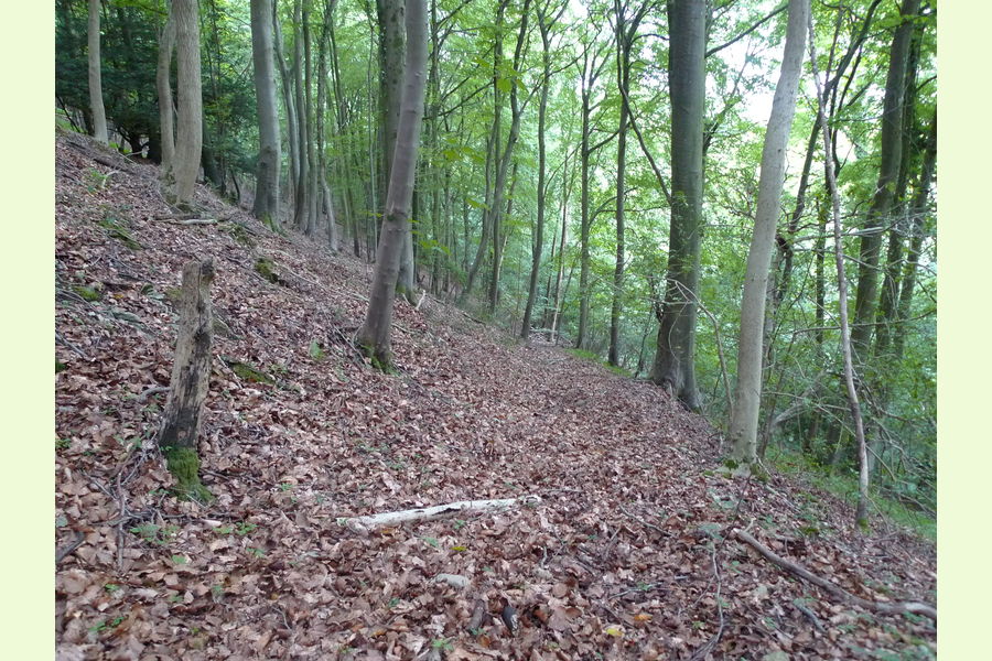 Folly Wood, Dursley , Whiteway, Dursely, Glos | Central England ...