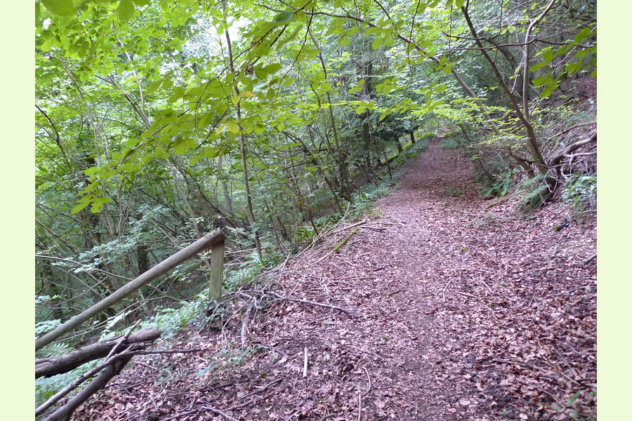 Folly Wood, Dursley , Whiteway, Dursely, Glos | Central England ...