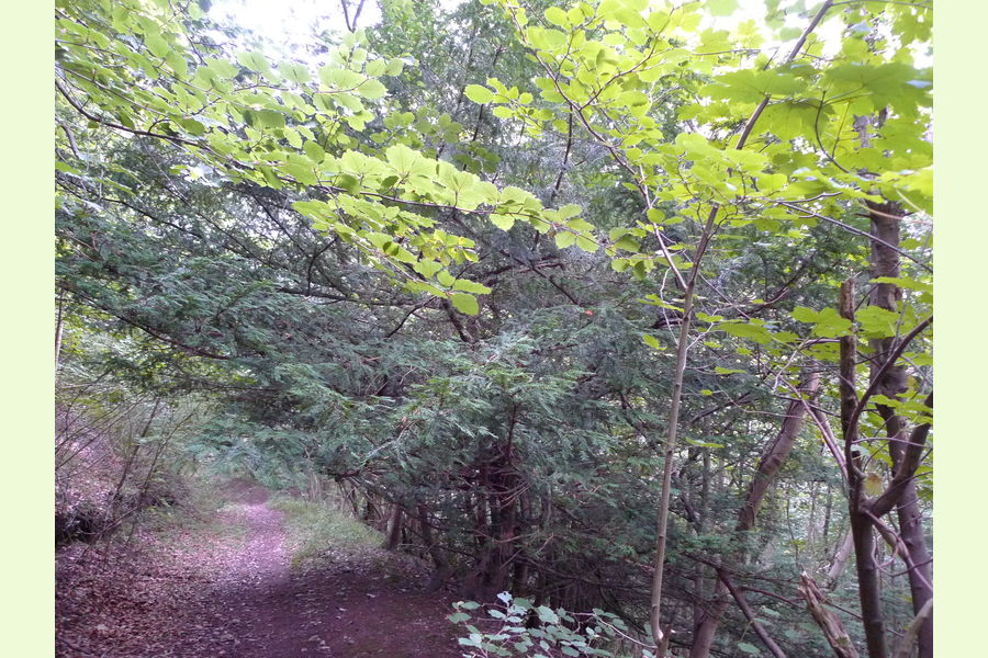 Folly Wood, Dursley , Whiteway, Dursely, Glos | Central England ...