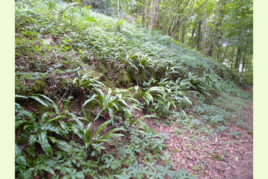 Folly Wood, Dursley , Whiteway, Dursely, Glos | Central England ...