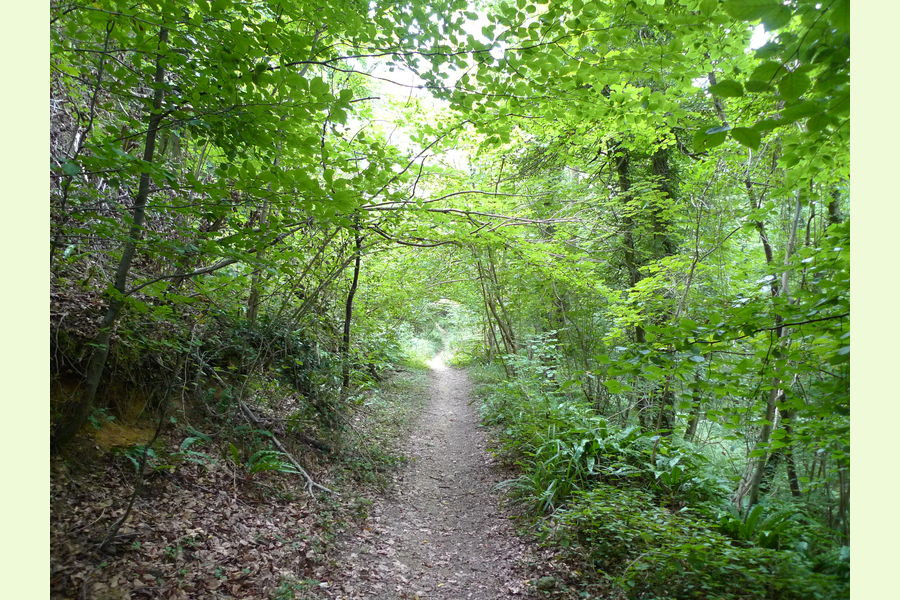 Folly Wood, Dursley , Whiteway, Dursely, Glos | Central England ...