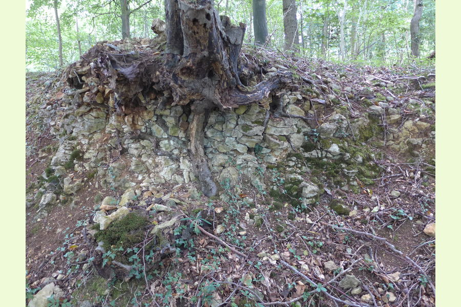 Folly Wood, Dursley , Whiteway, Dursely, Glos | Central England ...