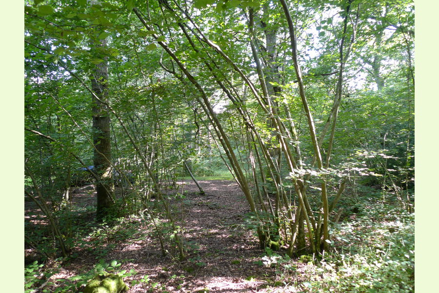 Stonegate Wood, Ruckinge, Stonegate Lane, Ruckinge, Kent | South East ...