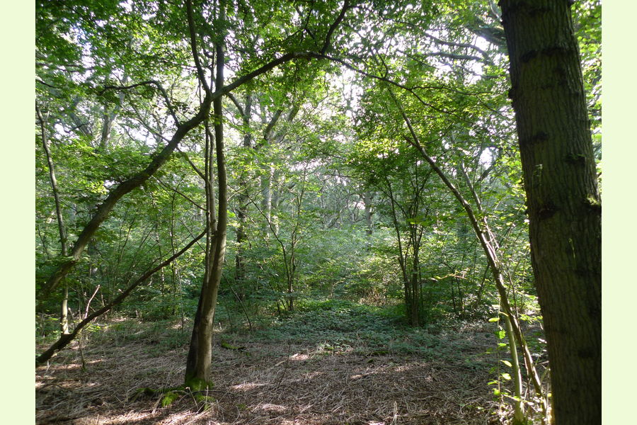 Stonegate Wood, Ruckinge, Stonegate Lane, Ruckinge, Kent | South East ...