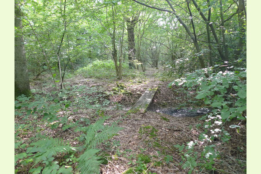 Stonegate Wood, Ruckinge, Stonegate Lane, Ruckinge, Kent | South East ...