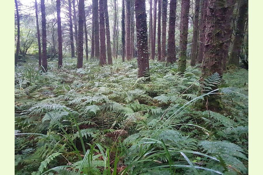 Gray's Seat Wood, Buckland Filleigh, Devon | South West England ...