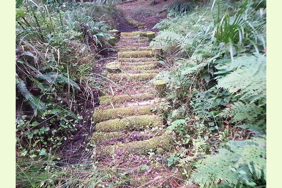 Gray's Seat Wood, Buckland Filleigh, Devon | South West England ...