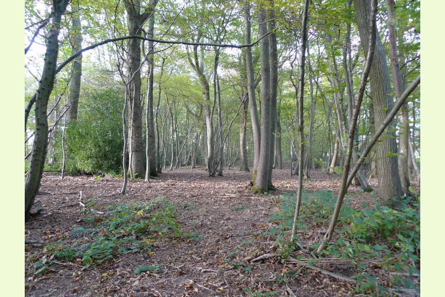 Hurst Wood, Beckley, East Sussex | South East England | Forests.co.uk