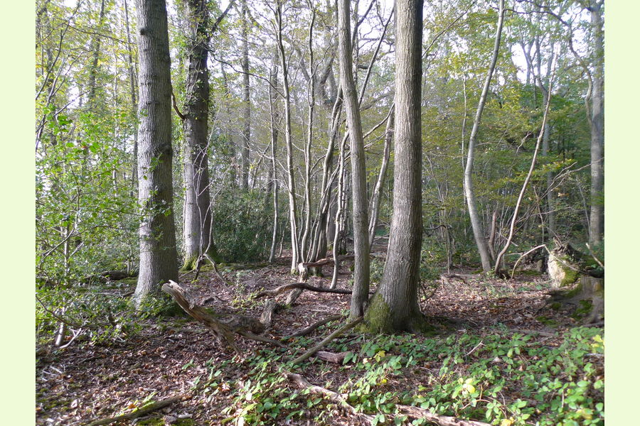 Hurst Wood, Beckley, East Sussex | South East England | Forests.co.uk