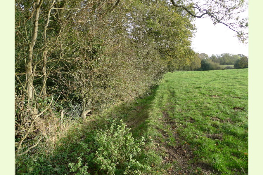 Hurst Wood, Beckley, East Sussex | South East England | Forests.co.uk