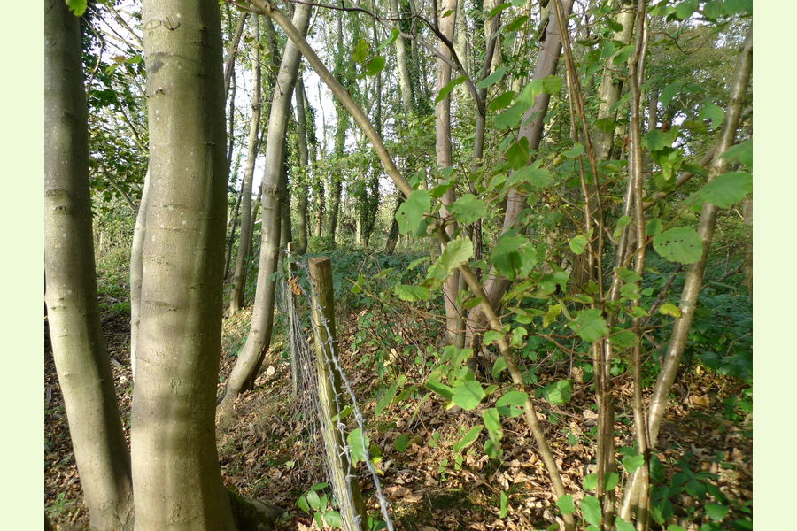 Hurst Wood, Beckley, East Sussex | South East England | Forests.co.uk