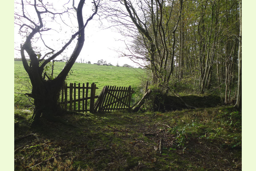 Hurst Wood, Beckley, East Sussex | South East England | Forests.co.uk