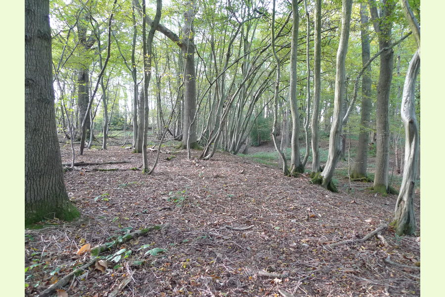 Hurst Wood, Beckley, East Sussex | South East England | Forests.co.uk