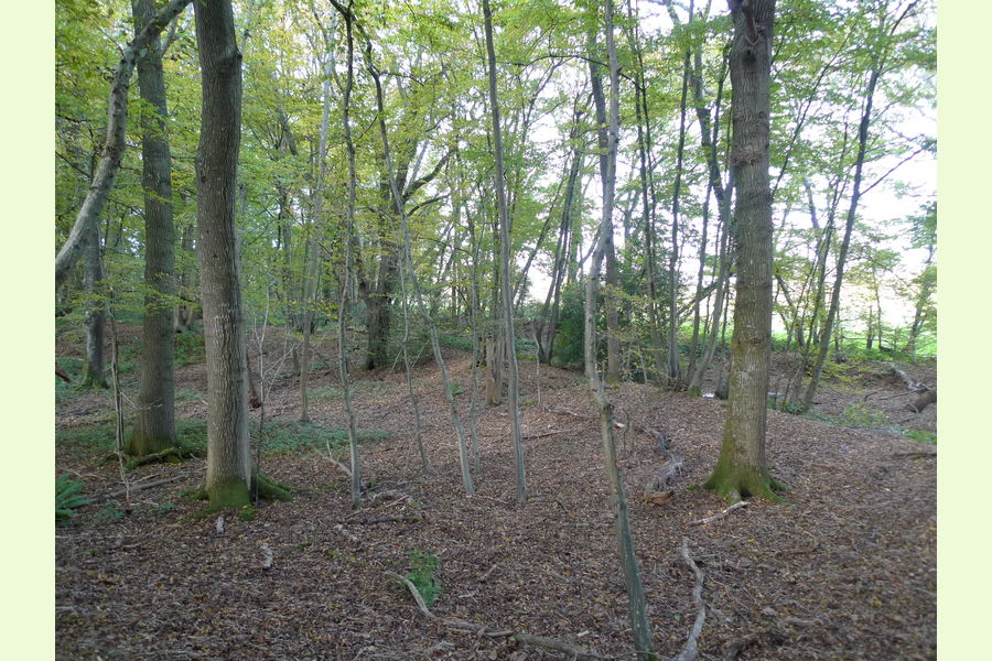 Hurst Wood, Beckley, East Sussex | South East England | Forests.co.uk
