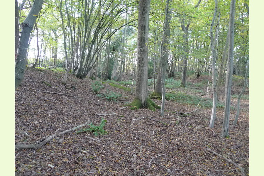 Hurst Wood, Beckley, East Sussex | South East England | Forests.co.uk