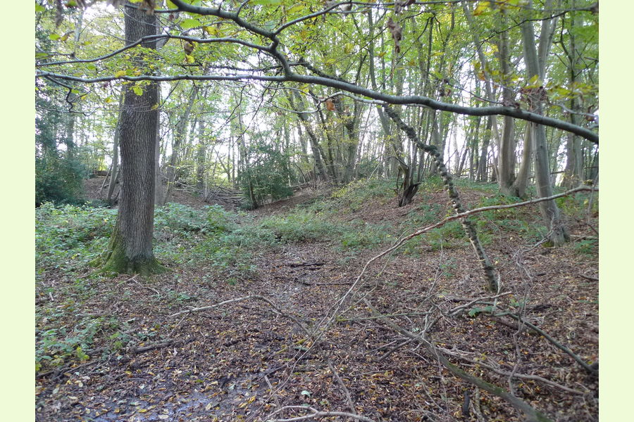Hurst Wood, Beckley, East Sussex | South East England | Forests.co.uk