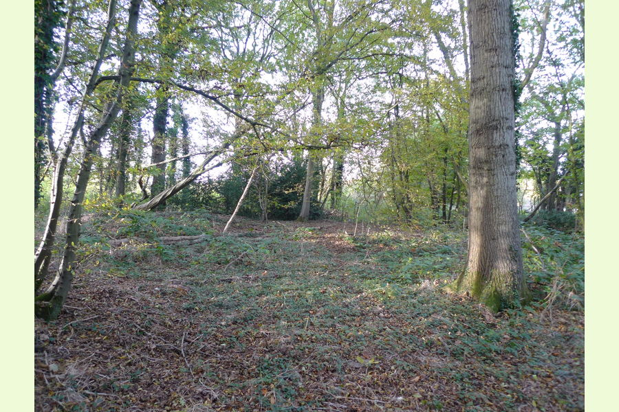 Hurst Wood, Beckley, East Sussex | South East England | Forests.co.uk