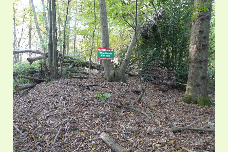 Hurst Wood, Beckley, East Sussex | South East England | Forests.co.uk