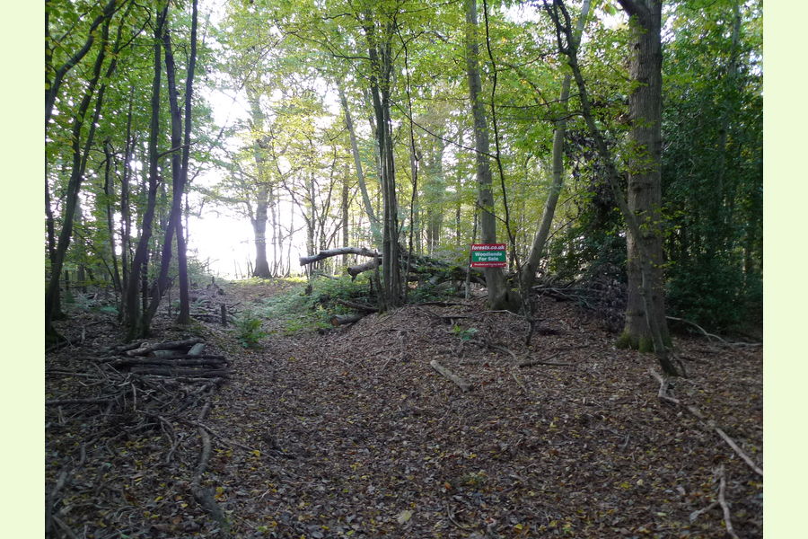 Hurst Wood, Beckley, East Sussex | South East England | Forests.co.uk