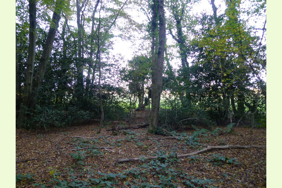 Hurst Wood, Beckley, East Sussex | South East England | Forests.co.uk