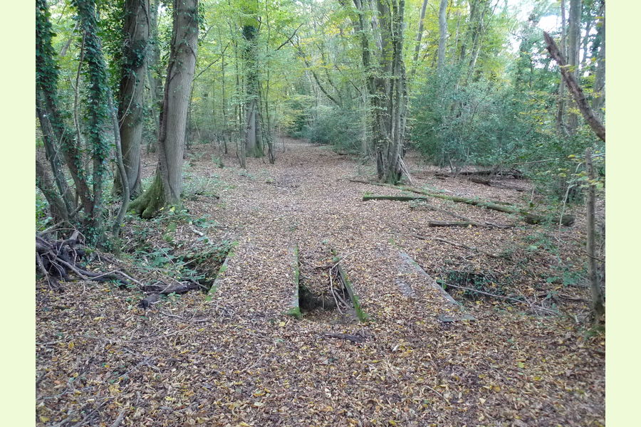 Hurst Wood, Beckley, East Sussex | South East England | Forests.co.uk