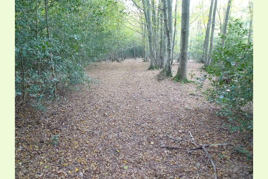 Hurst Wood, Beckley, East Sussex | South East England | Forests.co.uk