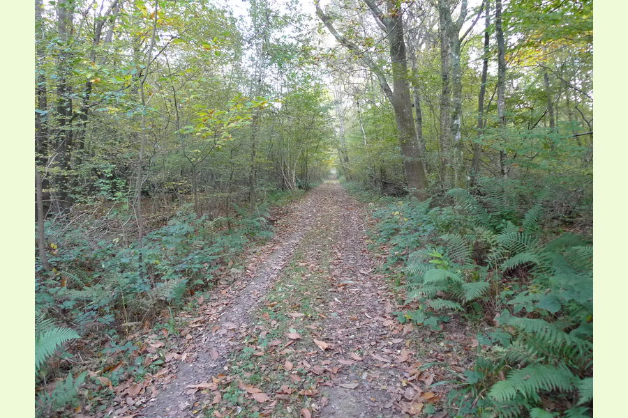 Hurst Wood, Beckley, East Sussex | South East England | Forests.co.uk